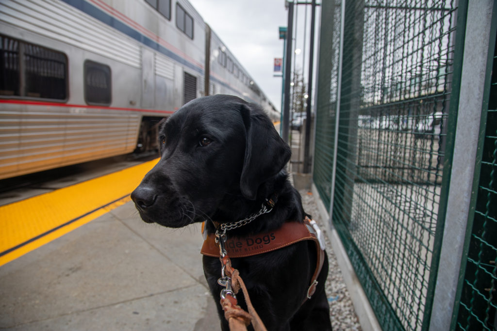 Riding Amtrak long distance with a guide dog